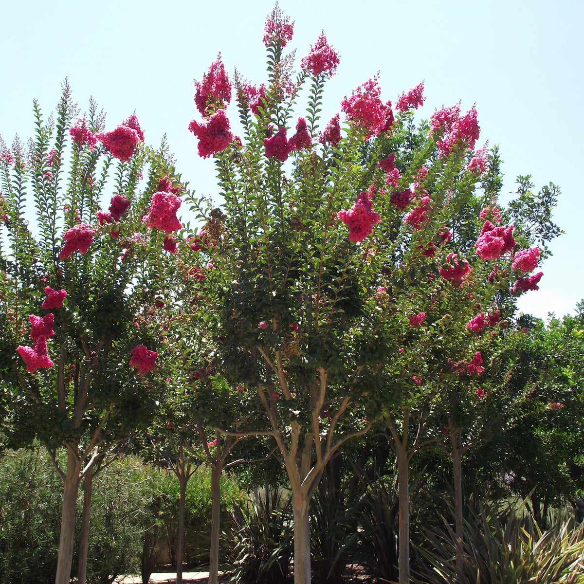Lagerstroemia indica x fauriei 'Tuscarora' ~ Tuscarora Crape Myrtle – King's Sunset Nursery