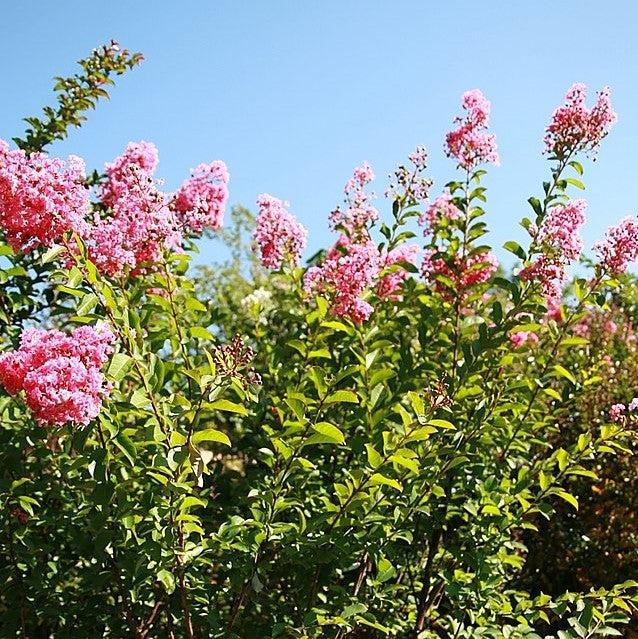 Lagerstroemia indica x fauriei 'Miami' ~ Miami Crape Myrtle – King's ...