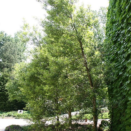 Types of Trees – King's Sunset Nursery