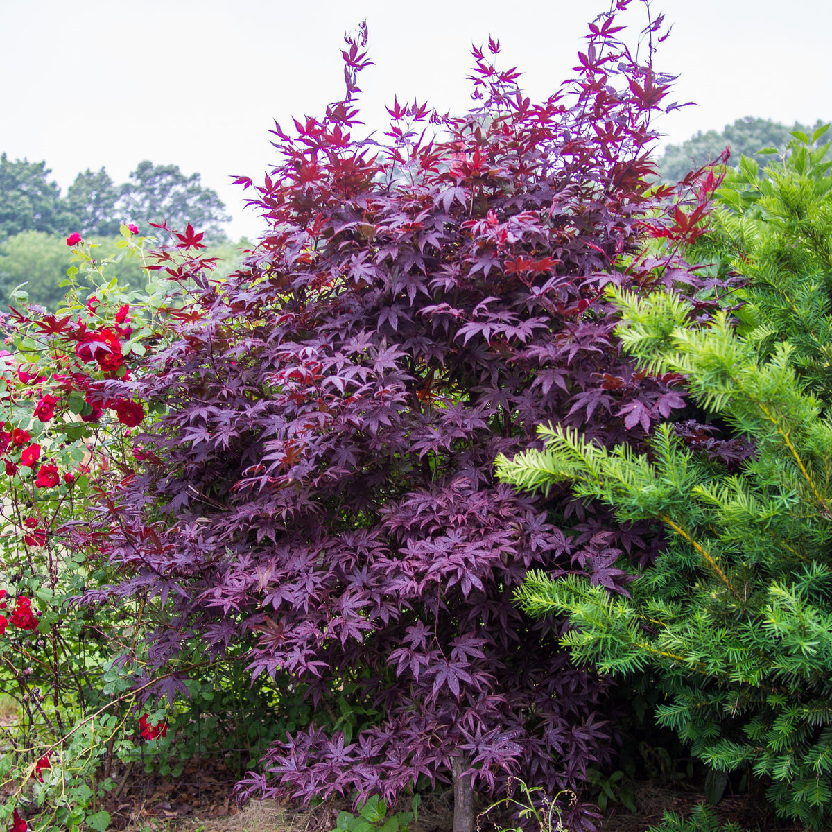 Acer palmatum 'Bloodgood' ~ Japanese Maple 'Bloodgood' – King's Sunset ...