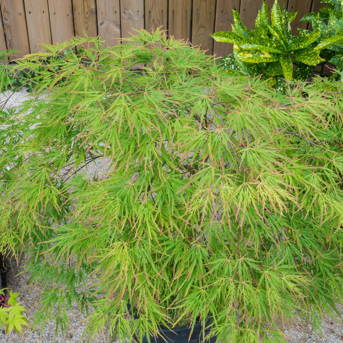 Acer palmatum 'Seiryu' ~ Seiryu Japanese Maple – King's Sunset Nursery