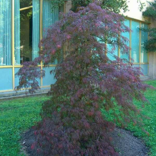 Weeping Japanese Maples – King's Sunset Nursery