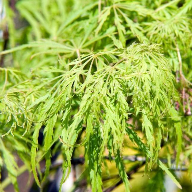 Weeping Japanese Maples – King's Sunset Nursery