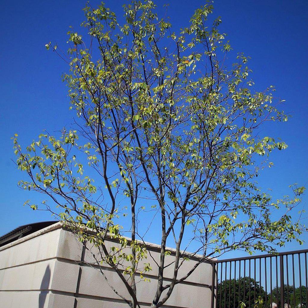 Amelanchier x grandiflora 'Autumn Brilliance' ~ Autumn Brilliance Appl ...