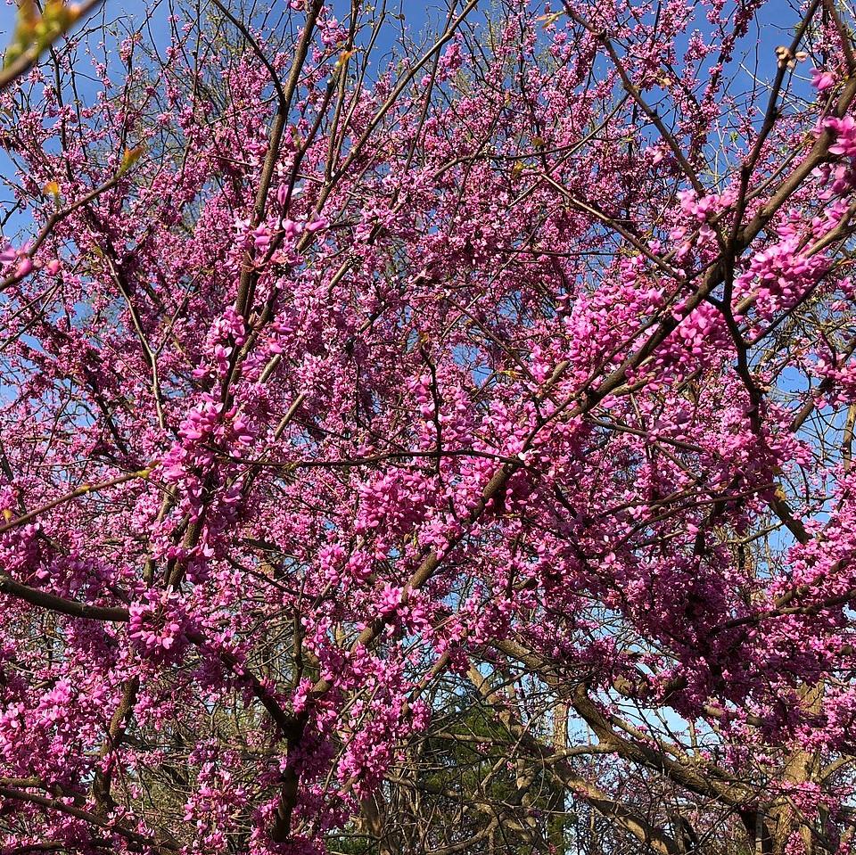 Cercis canadensis 'Appalachian Red' ~ Appalachian Red Redbud – King's ...
