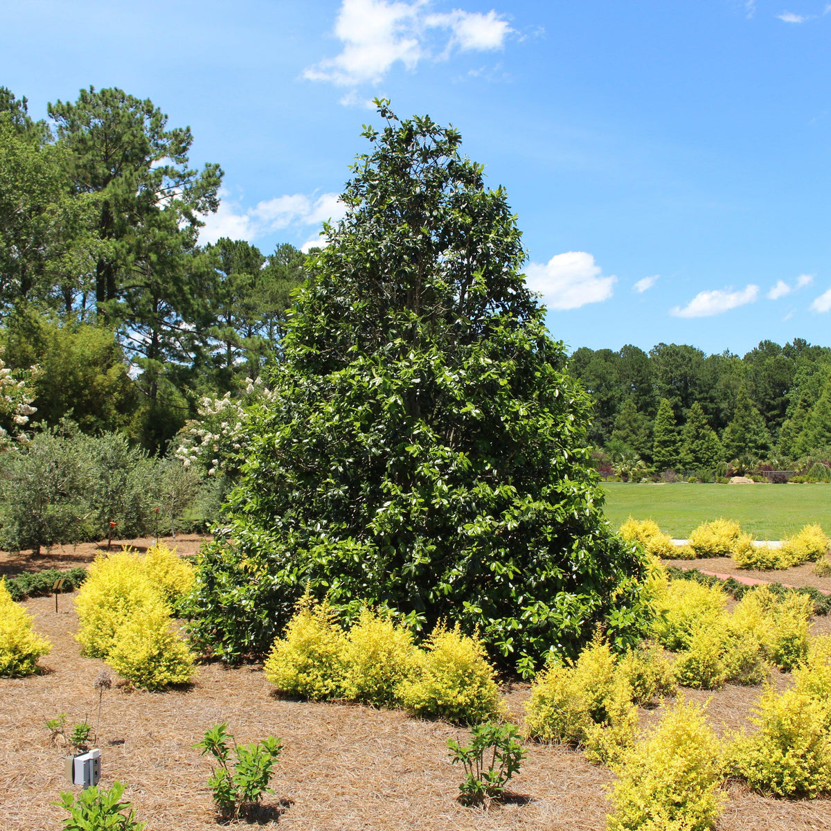 Ilex 'Emily Bruner' ~ Emily Bruner Holly – King's Sunset Nursery