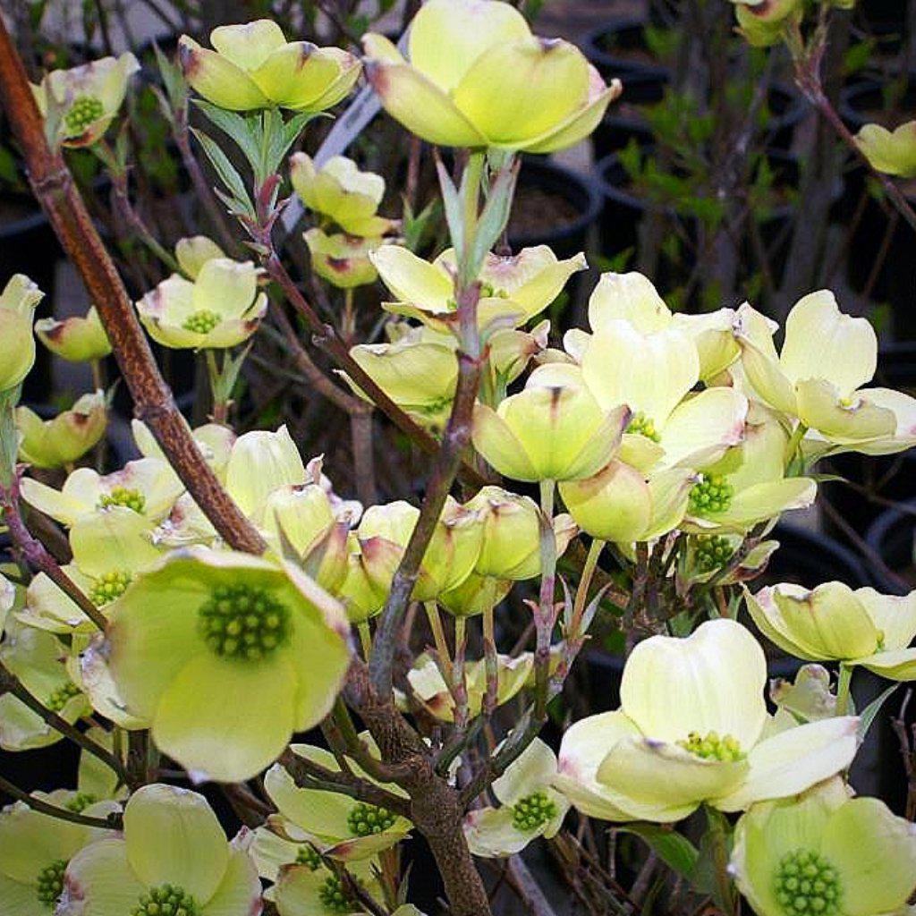 Cornus florida 'Cherokee Princess' ~ Cherokee Princess Dogwood – King's ...