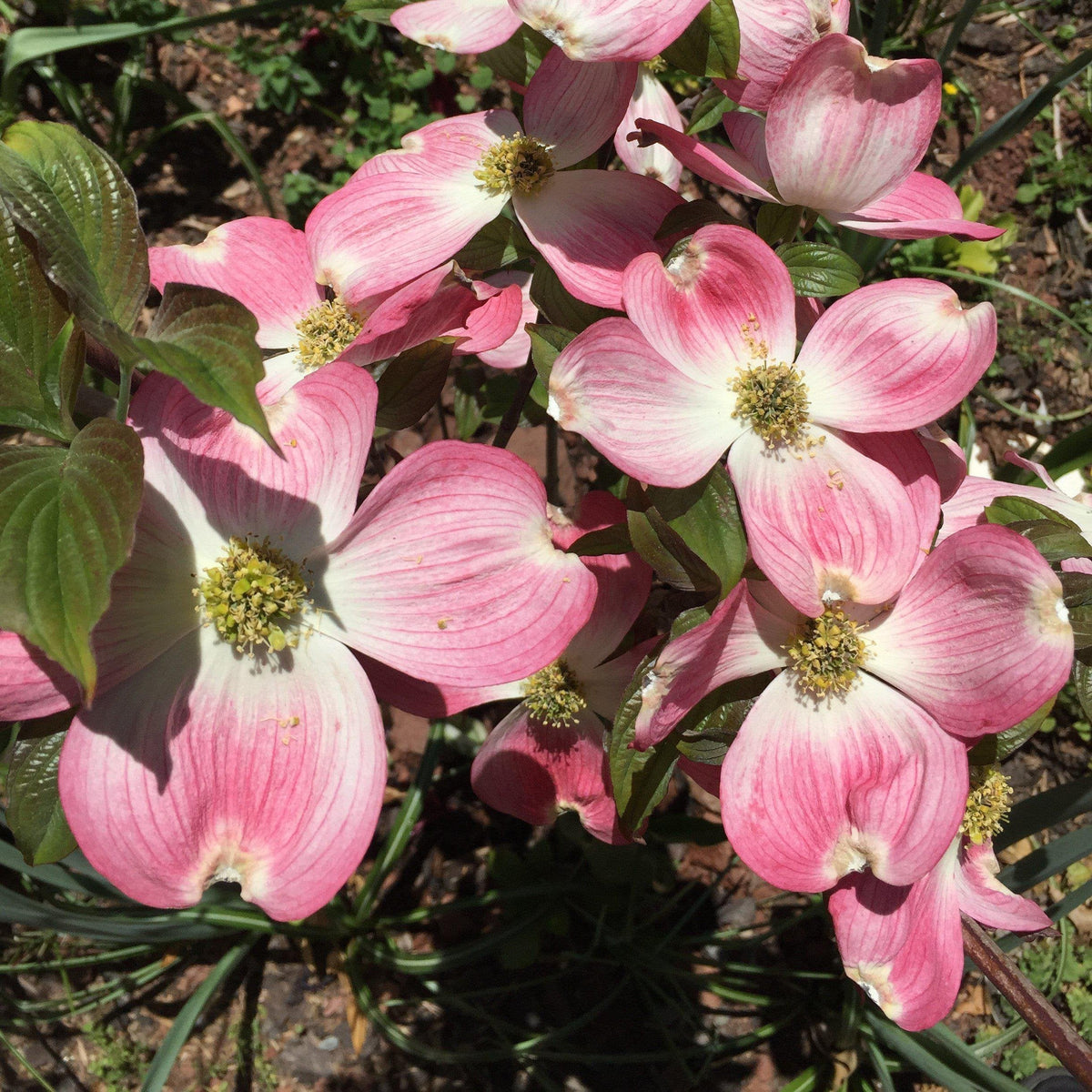 Cornus florida 'Comco No. 1' ~ Cherokee Brave Dogwood – King's Sunset ...
