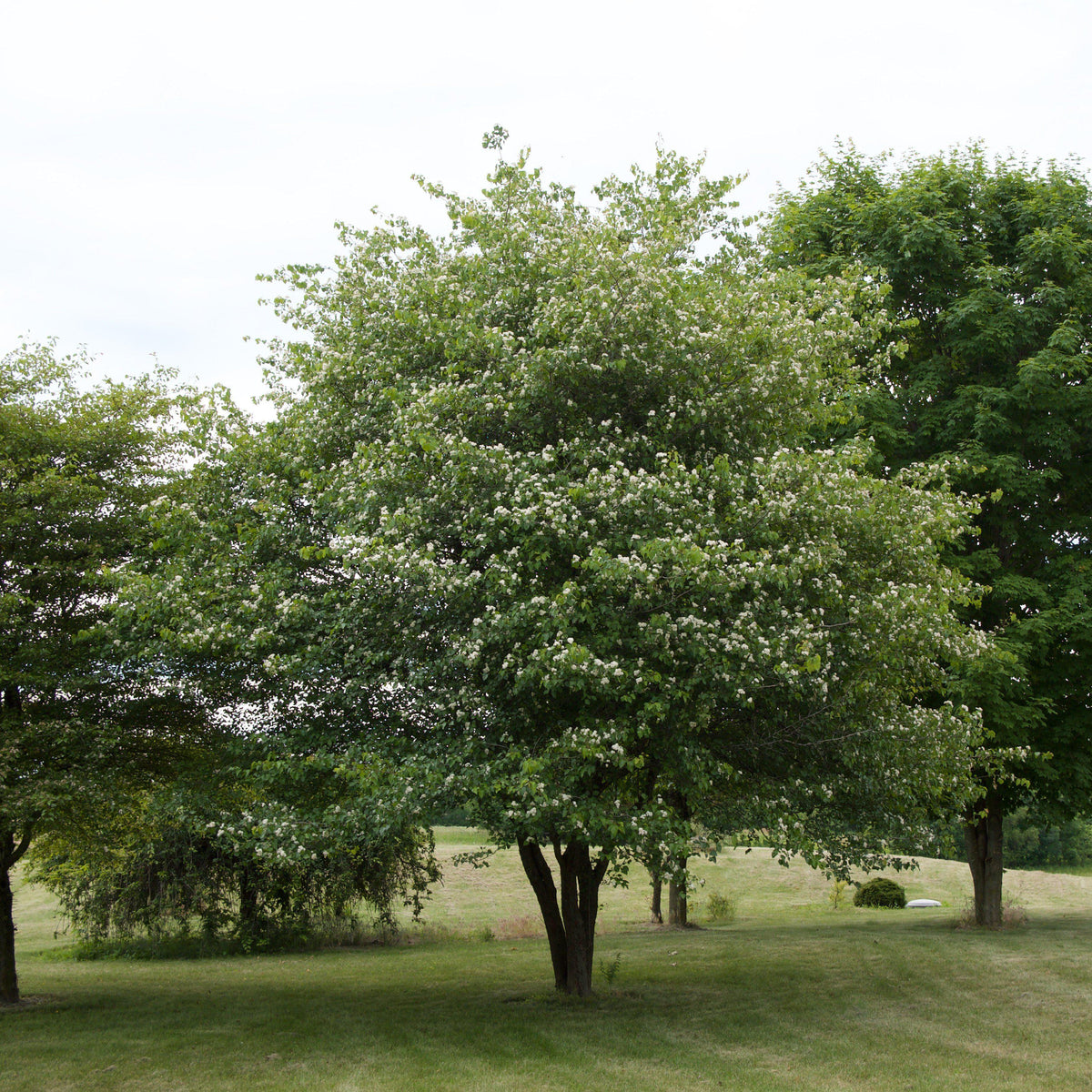 Crataegus phaenopyrum ~ Washington Hawthorn – King's Sunset Nursery