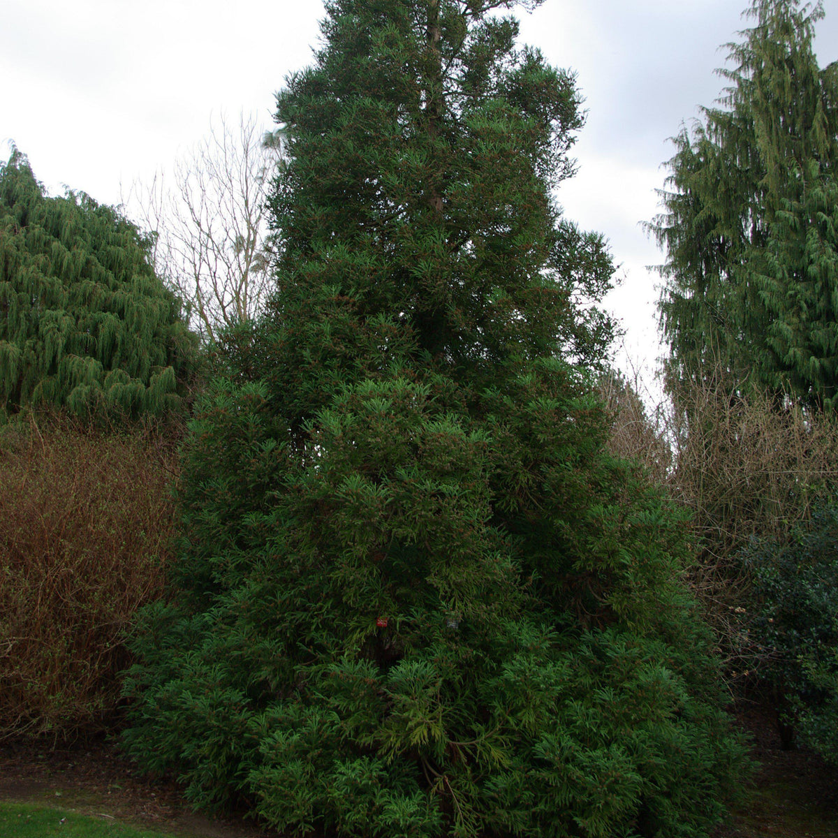 Cryptomeria japonica 'Radicans' ~ Blue-Green Japanese Cedar – King's ...
