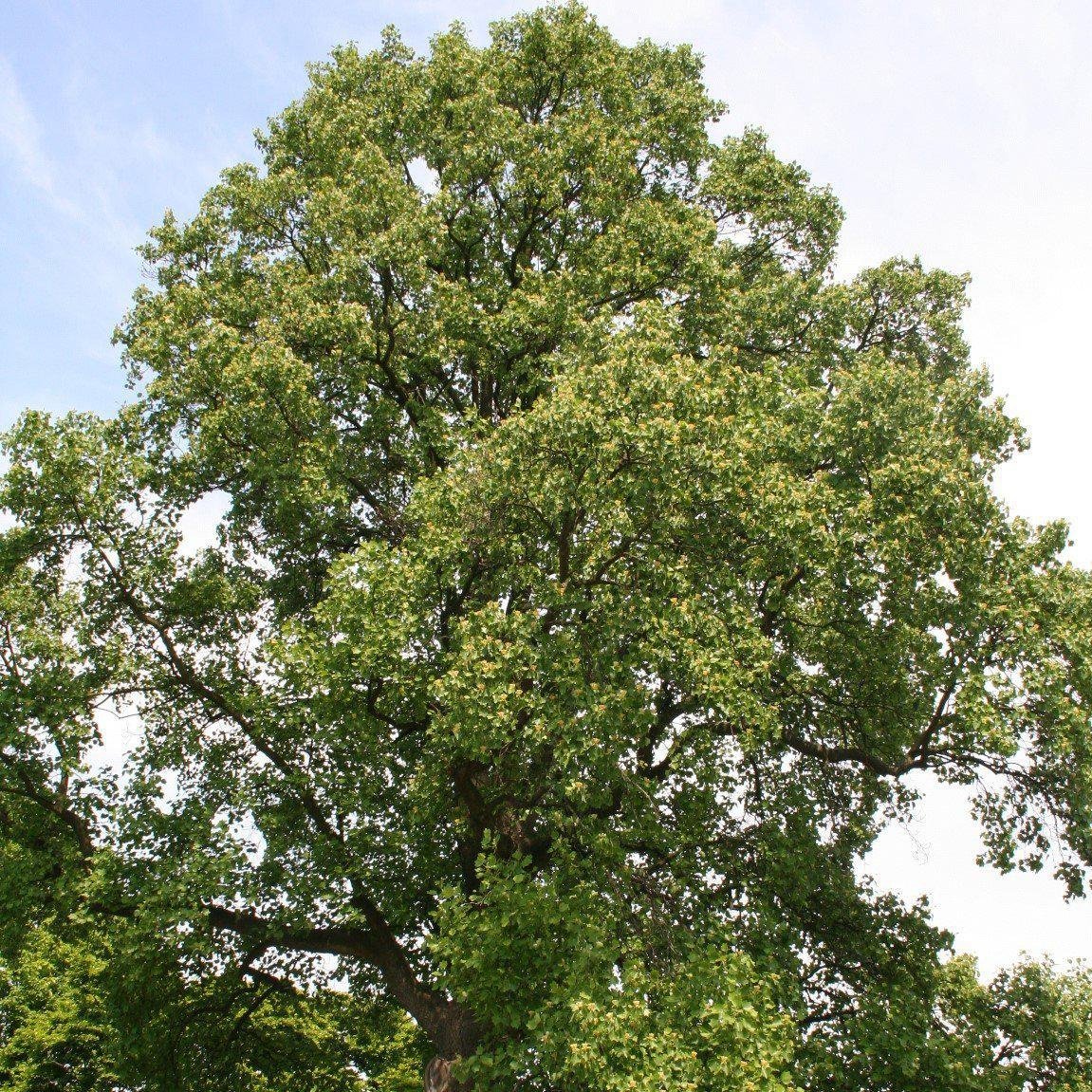 Liriodendron tulipifera ~ Tulip Poplar Tree – King's Sunset Nursery