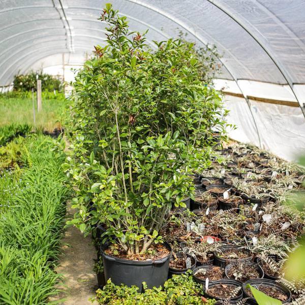 Osmanthus fragrans ~ Fragrant Tea Olive, Sweet Olive – King's Sunset ...