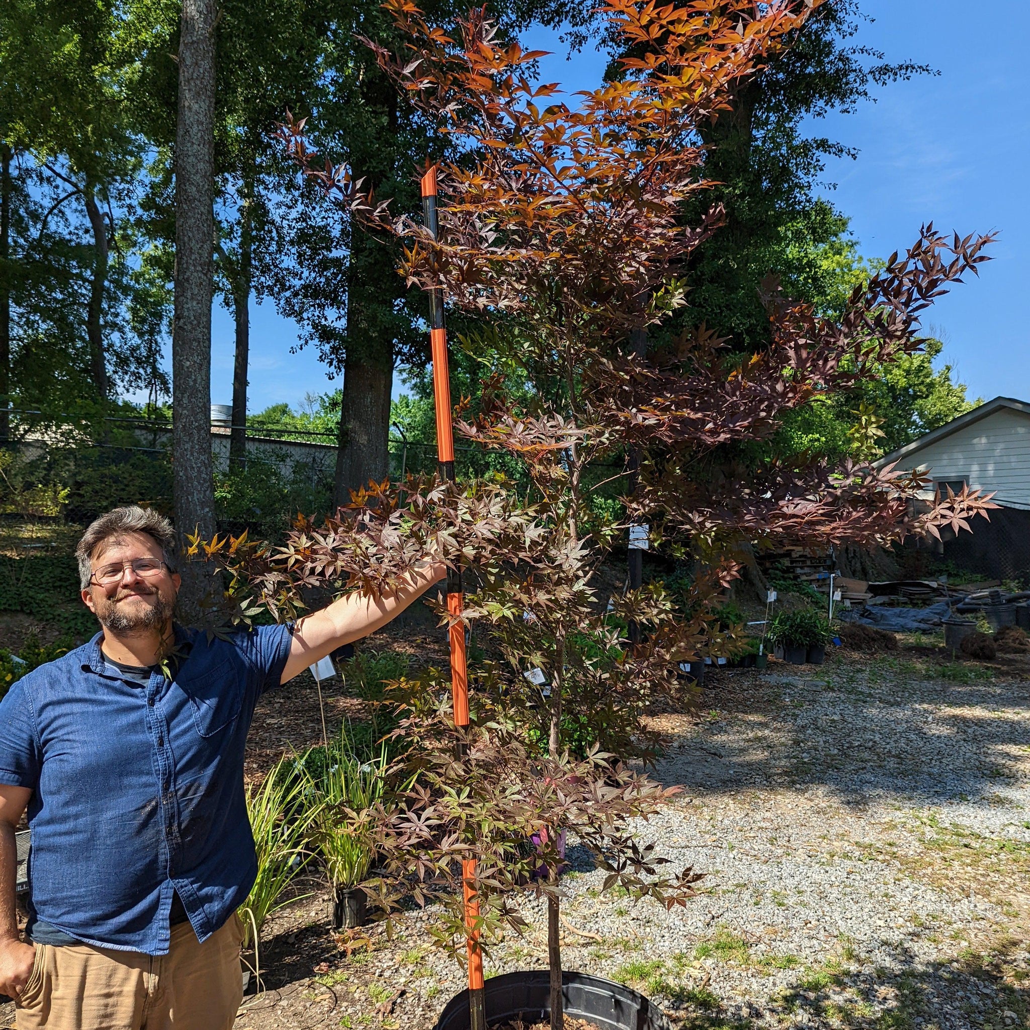 Bloodgood Japanese Maple Tree Acer Palmatum 'Bloodgood' | Red Japanese