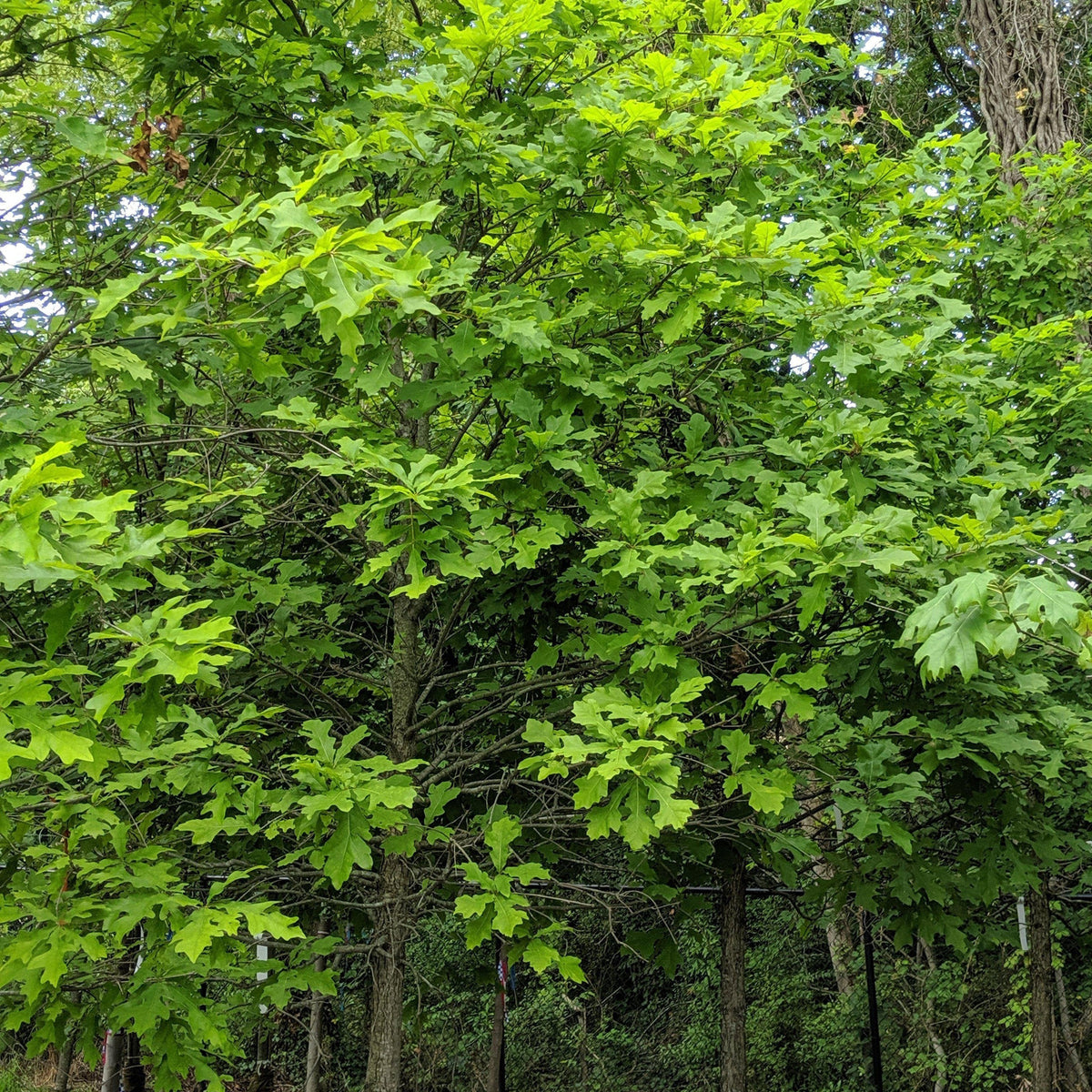 Quercus lyrata ~ Overcup Oak – King's Sunset Nursery