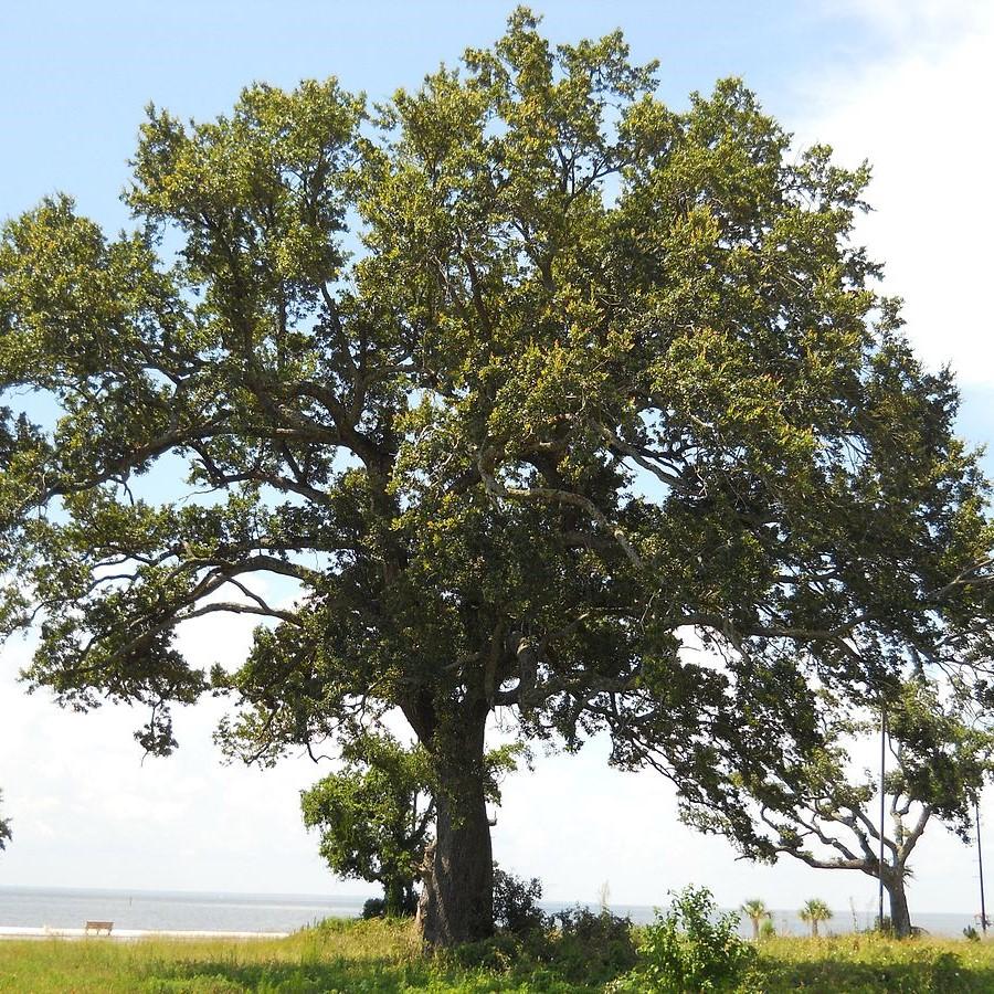 Quercus virginiana ~ Live Oak – King's Sunset Nursery